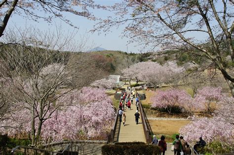 石岡市の「常陸風土記の丘」のしだれ桜（満開！） Matutaks Blog