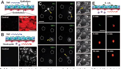 Figure From Chip Reconstituting Organ Level Lung Functions On A Semantic Scholar