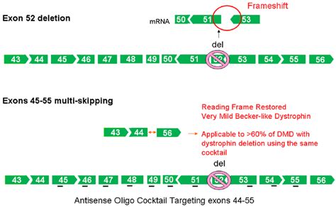 Exons 45 55 Multi Skipping Of Exon 52 Mrna Deletion The Loss Of Download Scientific Diagram