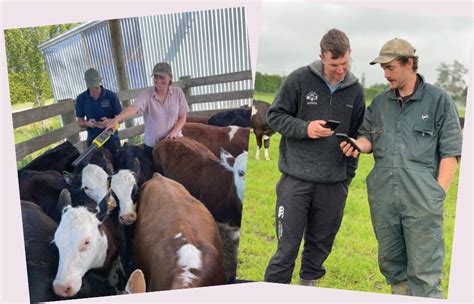 fast track to success nz dairy exporter