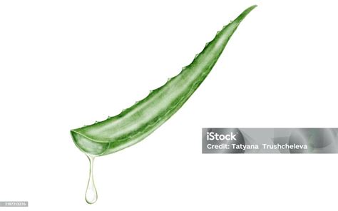 알로에 베라 수채화 그림입니다 흰색 배경에 주스가 떨어지는 식물의 녹색 잎 클립 아트 식물 화장품 포장 화장품 클리닉의 포스터에 이상적입니다 식물성 즙이 많은 알로에 0명에