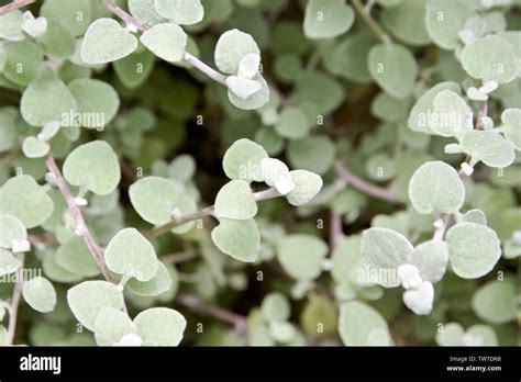 Helichrysum Licorice White At Milla Anstey Blog