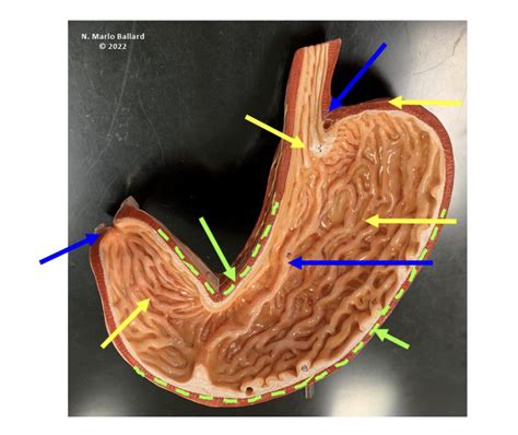 A P LAB DIGESTIVE MODEL Diagram Quizlet