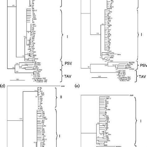 Phylogenetic Analyses Of The Coding And Non Coding Regions Of Rna3 Of Download Scientific