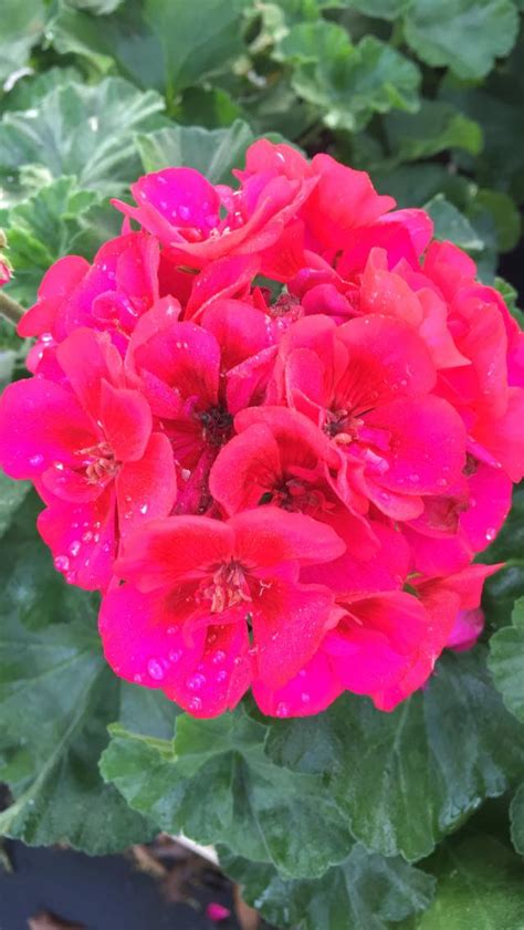 An Array Of Color In Geraniums At Southern Roots Nursery Facebook