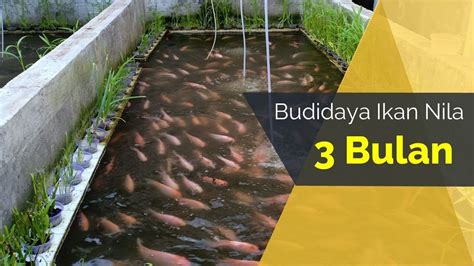 Biaya Membuat Kolam Ikan Nila Cara Memelihara Ikan Nila Di Kolam My Xxx Hot Girl