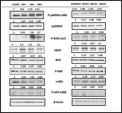 Antiapoptotic Function Of Timp 1 Does Not Involve The Akt Download