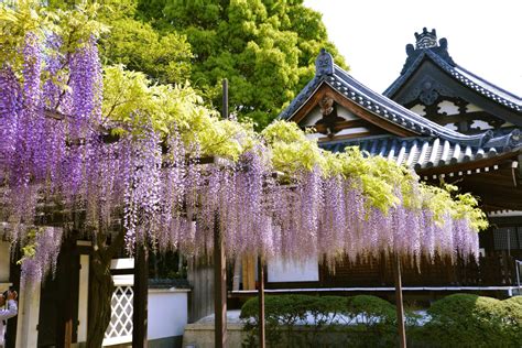 今年の藤まつりについて ふじいでら観光WEB 藤井寺市観光協会公式サイト