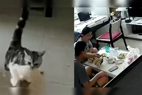 差点社死!猫咪叼着女主人内衣在家乱蹦,主人:还以为叼了块肉猫咪内衣女主人 差点社死!猫咪叼着女主人内衣在家乱蹦,主人:还以为叼了块肉猫咪内衣女主人