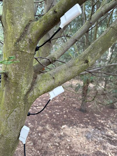 Heat Pulse Velocity Sap Flow Sensors Edaphic Scientific