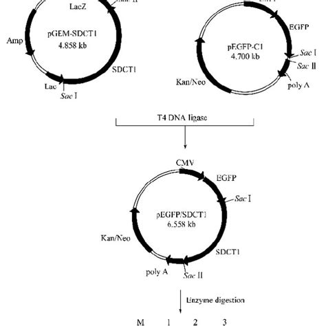 Construction Scheme And Identification Of Recombinant Vector Download Scientific Diagram