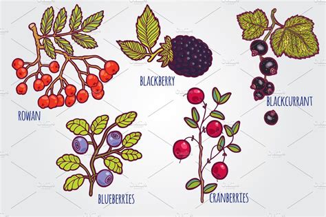 Hand Drawn Berries Illustrations How To Draw Hands Berries Illustration