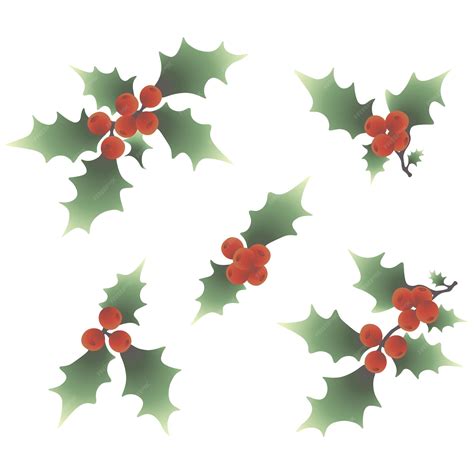 Premium Vector Holly Clip Art Holly Leaves And Berries Color Illustration