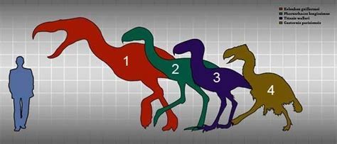 Phorusrhacos ~ Everything You Need To Know With Photos Videos