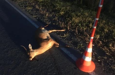 За один день на тюменских трассах водители сбили двух косуль и двух лосей