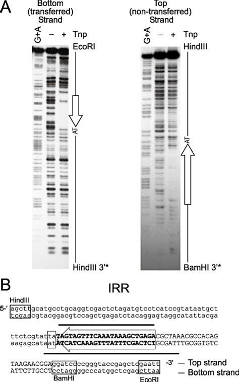 Dnase I Footprint Of Full Length Transposase Bound To Irr A