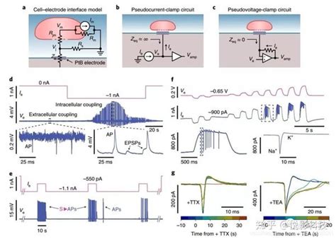 Nature子刊：用于同时记录数千个神经元胞内电活动的纳米电极阵列 知乎