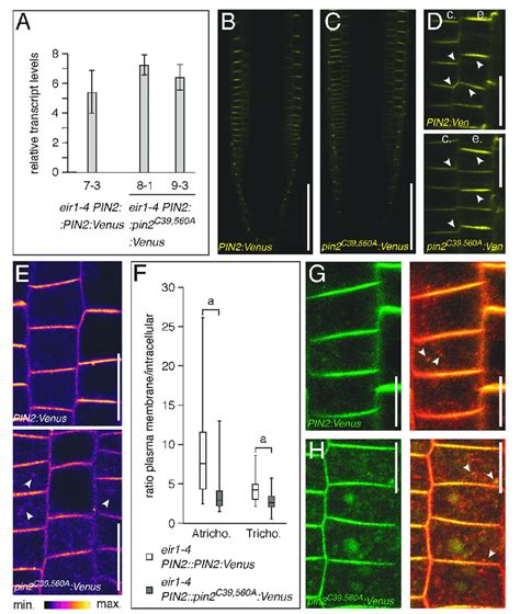 Expression Pattern And Localization Of Pin2 Pin2 C39 560a Venus Download Scientific Diagram