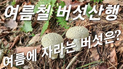 여름철 버섯산행 에서 발견한 버섯은 버섯 버섯산행 싸리버섯 느타리 느타리버섯 버섯종류 능이버섯 능이버섯산행 송이버섯 귀촌생활 귀촌 전원일기 Youtube