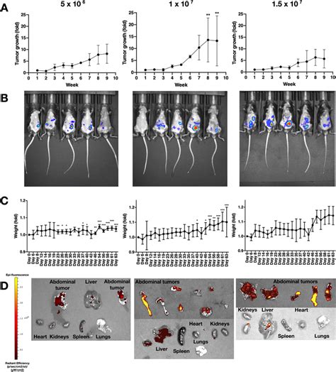Tumor Model Generation And Optimization A Tumor Growth Signal Download Scientific Diagram