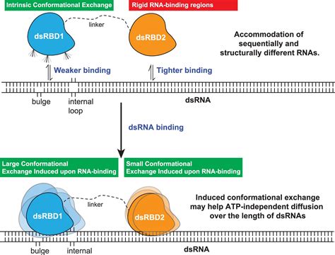 Differential Conformational Dynamics In Two Type A Rna Binding Domains Drive The Double Stranded