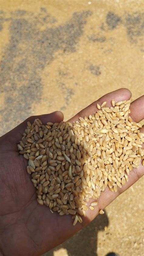Mahipal Singh On Linkedin Wheat Bundi Arrival