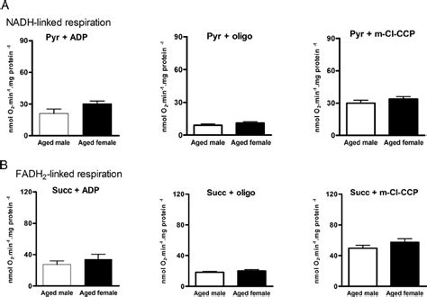 Brain Mitochondrial Oxygen Consumption In 20 Month Old Male And Female