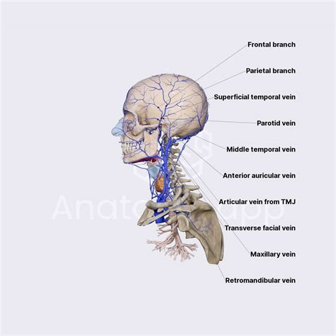 Superficial Temporal Vein Anatomy App