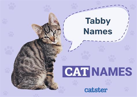 235 Tabby Cat Names For Felines With Swirls Stripes And Spots Catster