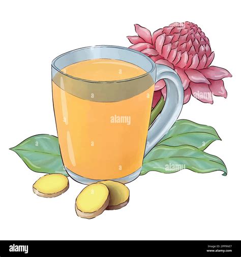 Digitally Drawn Ginger Flowers And Roots Vector Set Elements Combined