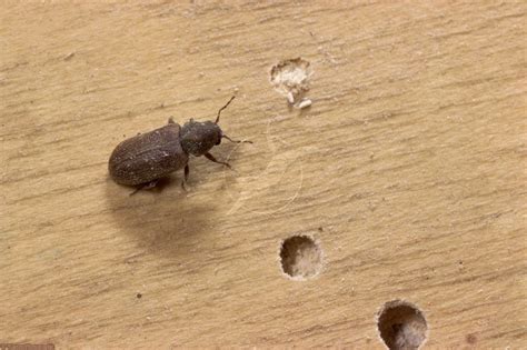 Borer Pest Control Perth Wood Borer Treatment Perth