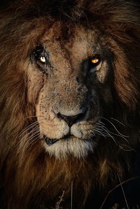 Scarface El Rey León