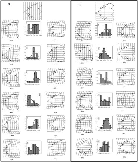 Thin Plate Spline Transformation Grids Locating Sources Of Variation In