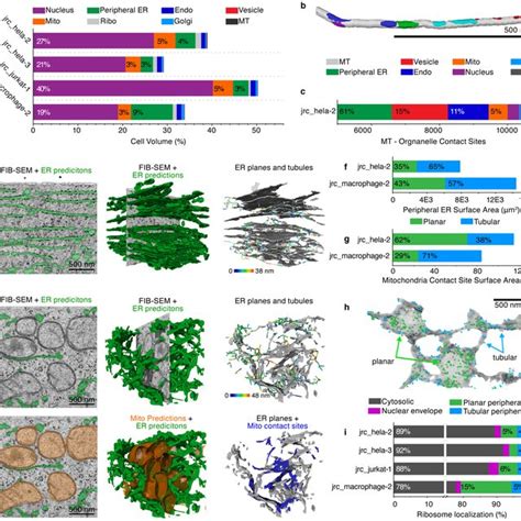 Pdf Automatic Whole Cell Organelle Segmentation In Volumetric Electron Microscopy