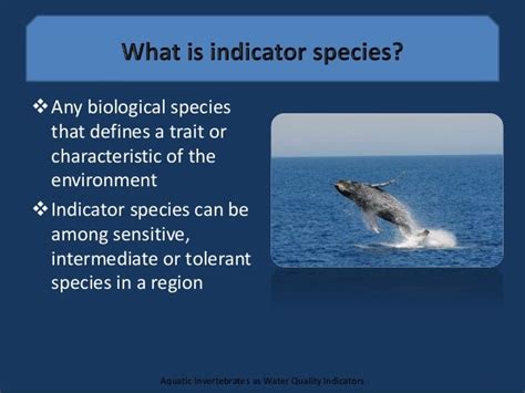 Aquatic Invertebrate As Indicator For Water Quality