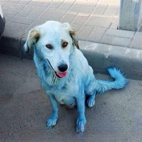 Голубого щенка нашли на улицах Нижнего Новгорода Добрый Моряк и Злой Пират в городе замечены не