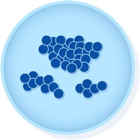 Enterococcus Hirae