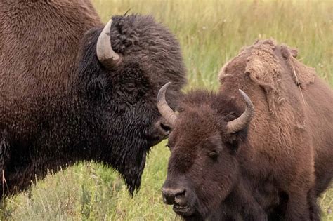 Why Wyomings Bison Outsized The Wolf Elk And Pronghorn For State