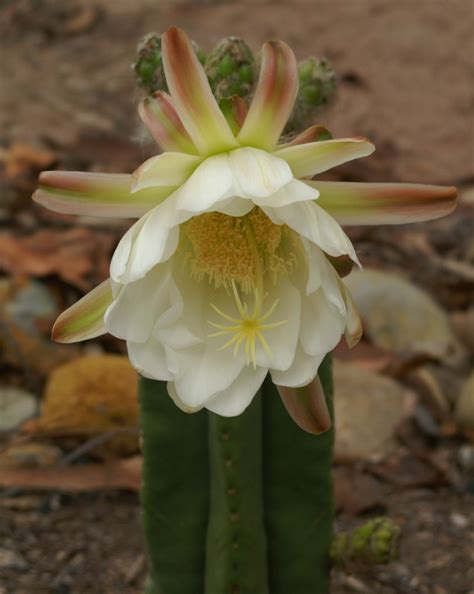 Trichocereus Scopulicola Seed Herbalistics
