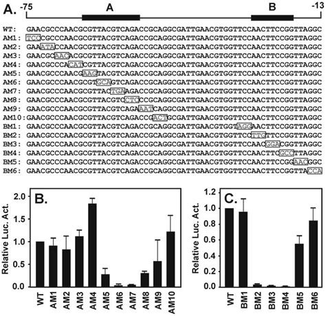 Fine Structure Mapping Of The Core Promoter Elements A And B A A