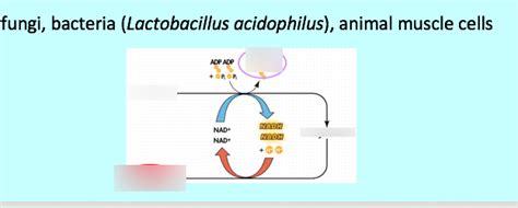 Lactic Acid Fermentation Diagram Quizlet
