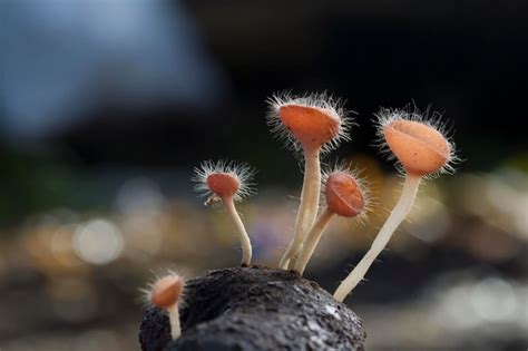 Premium Photo Red Hairy Fungi Mushroom Cookeina Tricholoma On A Wood