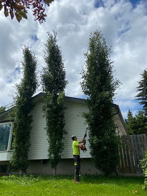 Tree Trimming Pruning Edmonton Mayday Tree Services