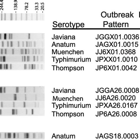 Outbreak Pfge Patterns Fingerprints For The Five Outbreak Serotypes