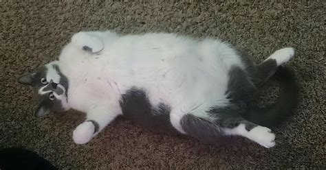 His Evolution Into A Snorlax Is Almost Complete Album On Imgur