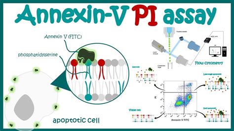 Annexin Pi Assay For Apoptosis Annexin 5 Assay Annexin V For Early