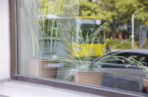 ベルリン 窓の鉢植え GANREF