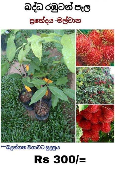 Busy Bee ඔබට අවශ්‍ය බද්ධ පලතුරු පැල වර්ග ඔබේ නිවසටම