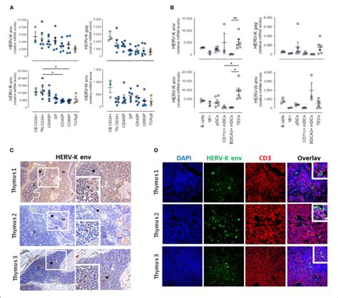 Herv Expression In Pediatric Thymuses Relative Transcriptional
