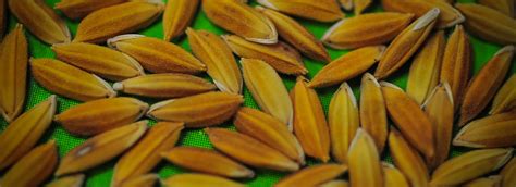 Spia Welcomes New Panel Members Iaes Cgiar Independent Advisory And